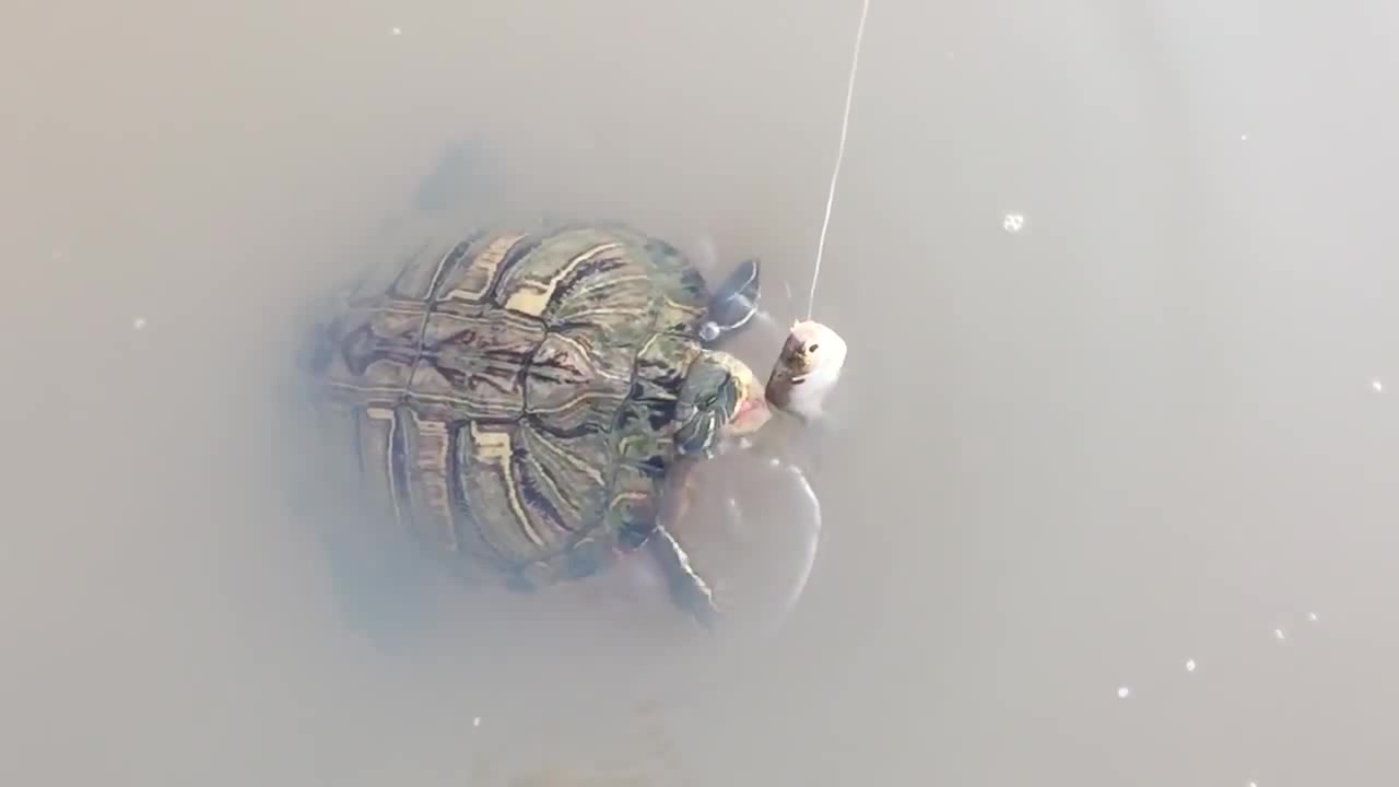 Turtle Knockout - Coub