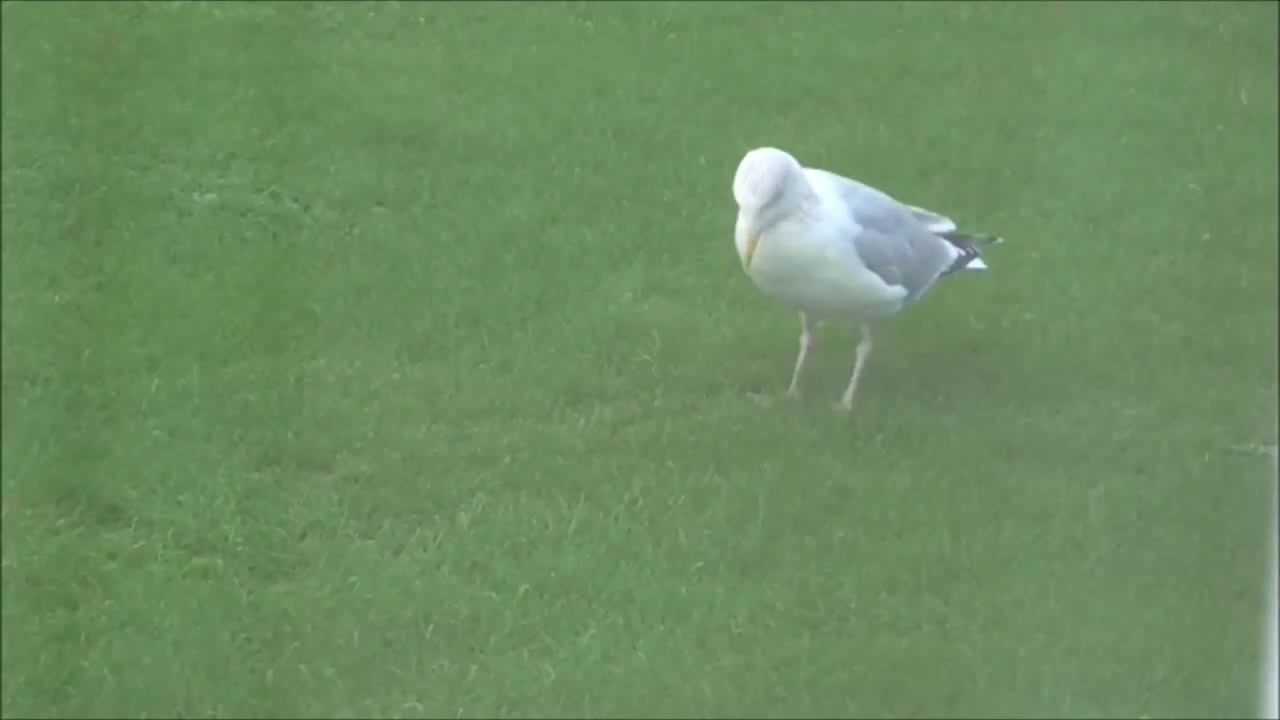 twist seagull - Coub
