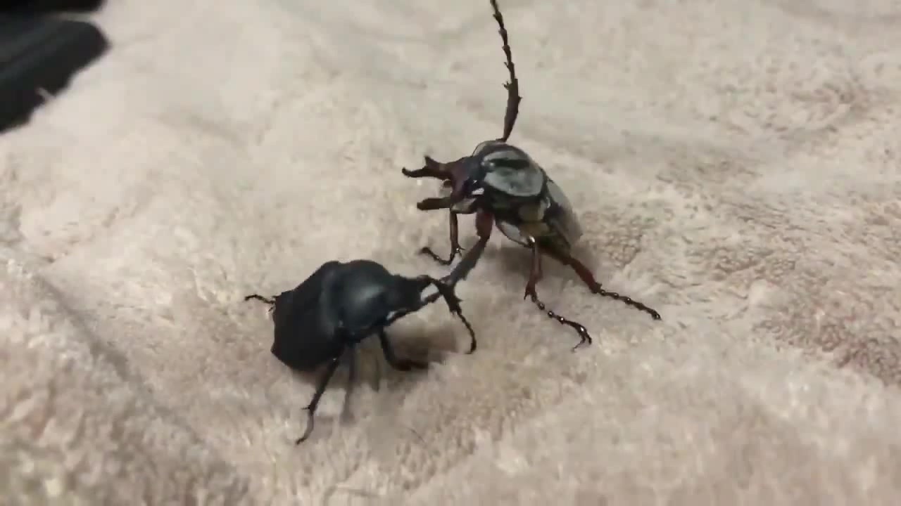 Dancing Bug - Coub
