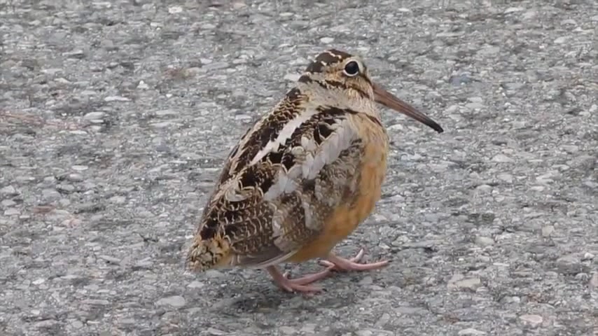 Bird Chik chiki boom - Coub