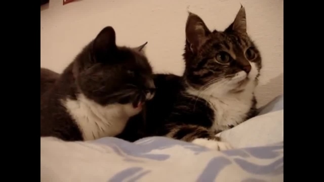 Bad boys cats - Coub - The Biggest Video Meme Platform