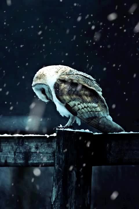 Winter is here - Coub