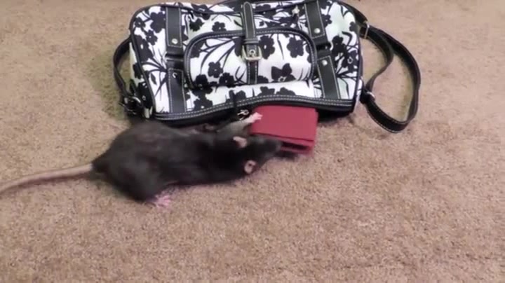 Splinter - fucking rat - Coub