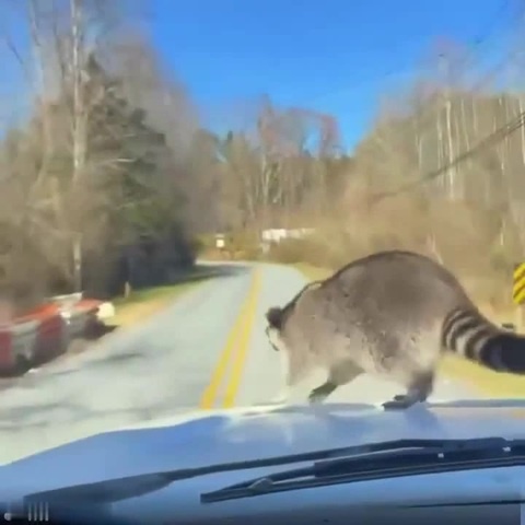 RIP Mr Raccoon - Coub