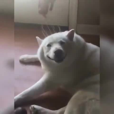 Ohh. you touch my tralala! - Coub