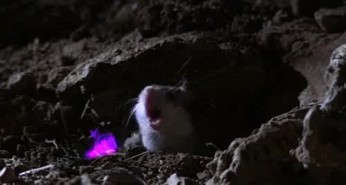 necro-mouse - Coub - The Biggest Video Meme Platform