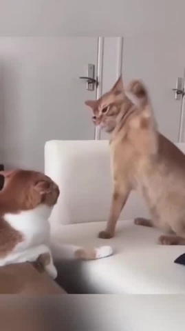 cat slap - Coub