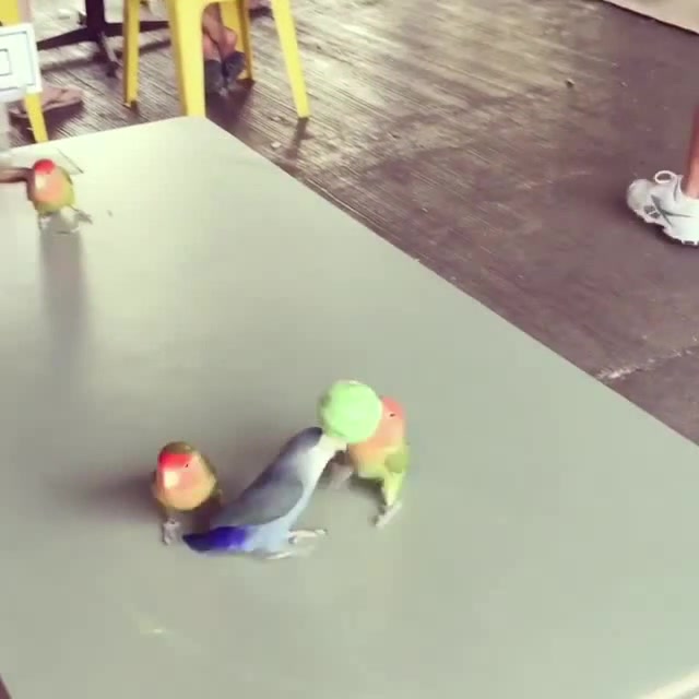 NBA Parrots :D - Coub - The Biggest Video Meme Platform