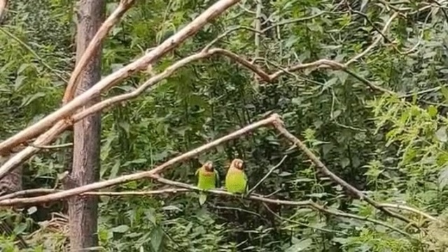 Bird Is a Word - Coub