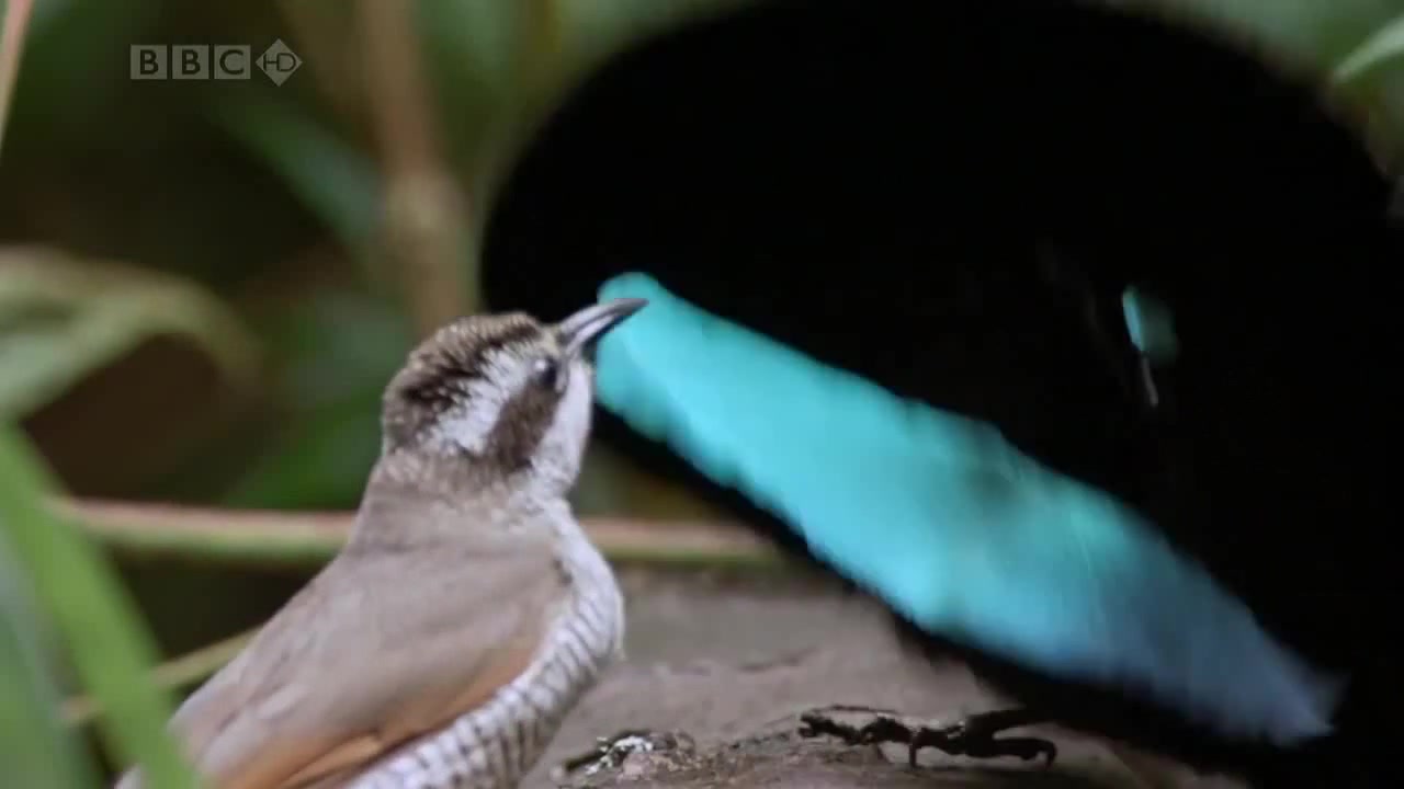 The Bird of Paradise and its colorful courtship dance - Coub