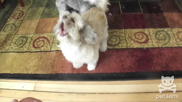 Cody The Screaming Dog - Coub