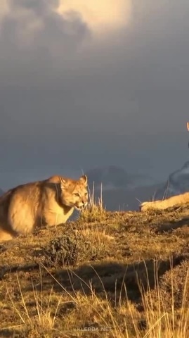 Puma - Coub - The Biggest Video Meme Platform