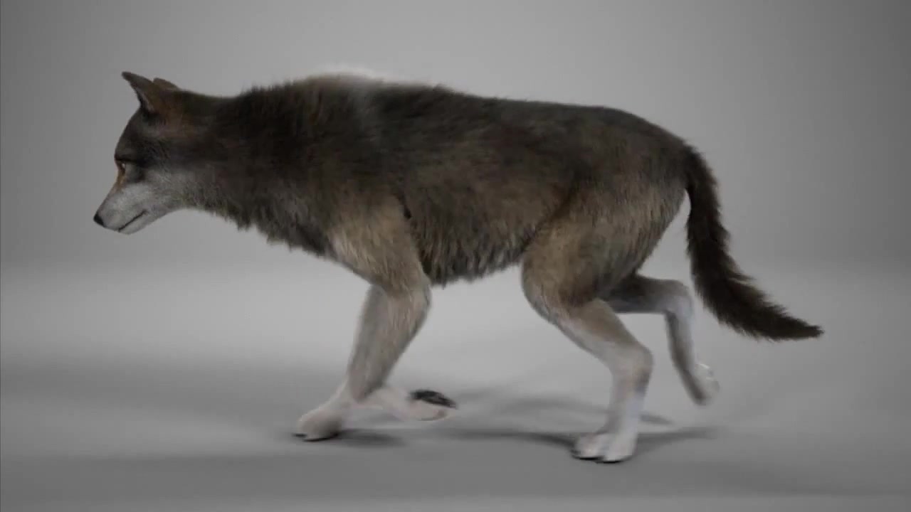 Wolf trot cycle - Coub