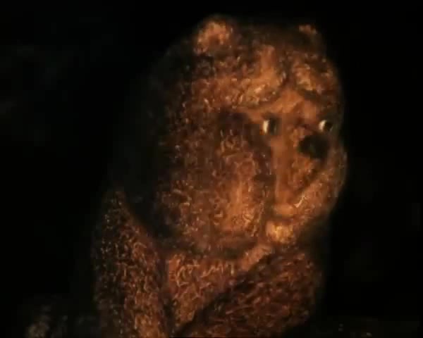 Beatbox of Bear - Coub