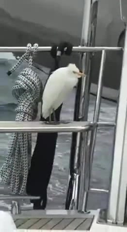 Captain Seagull - Coub - The Biggest Video Meme Platform