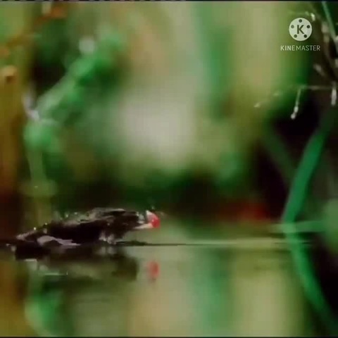 rules of nature - Coub