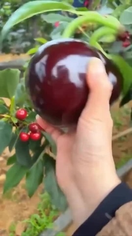 cherry giant - Coub