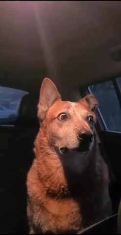 psychotic dog #2 - Coub