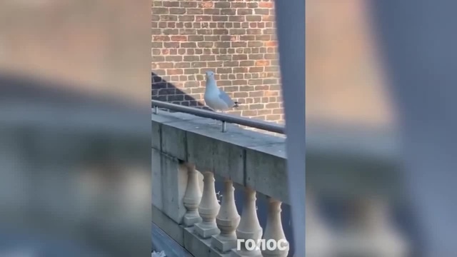 seagull - Coub - The Biggest Video Meme Platform