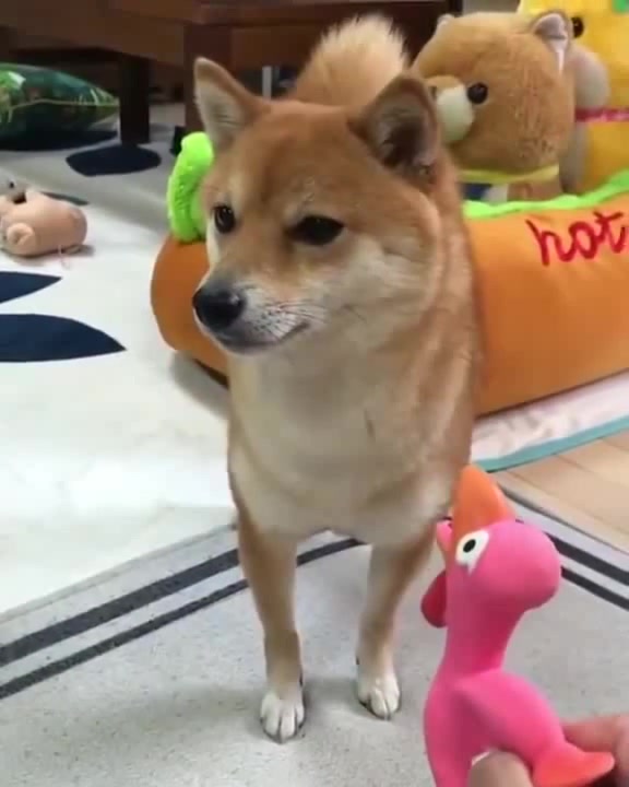 Doge - Coub