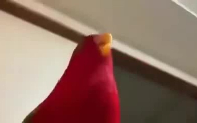 Red bird - multiverse - Coub - The Biggest Video Meme Platform