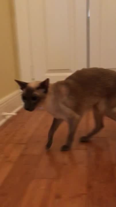 Closed doors! 😼🚪 - Coub