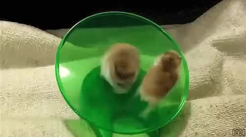 hamsters spin - Coub