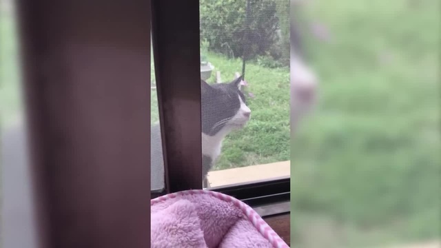 Usher - Yeah! (Animal Cover) - Coub