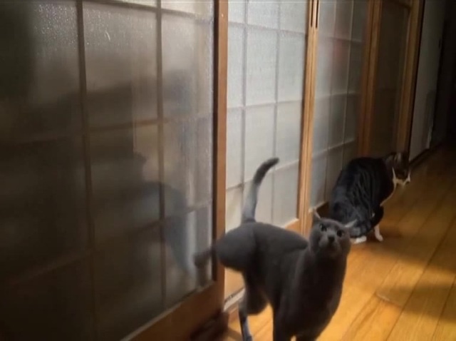 Open the door - Coub