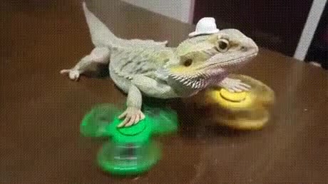 Lizard Boss - Coub
