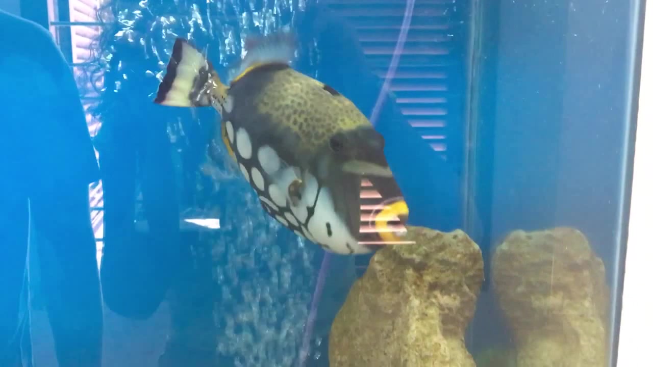 Singing fish! - Coub