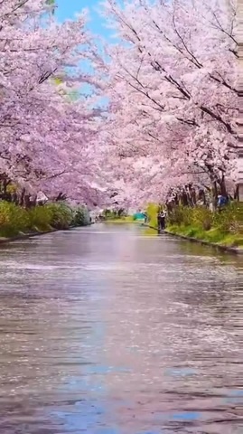 Sakura,Japan - Coub