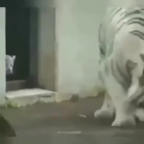 White Siberian Tiger - Coub