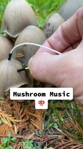 Using Biodata Sonification the bio-rhythms of living organisms can be ...