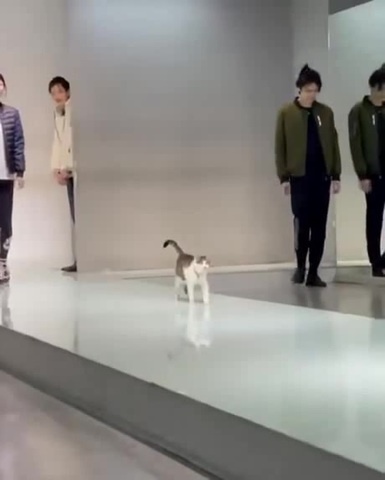 Catwalk. - Coub