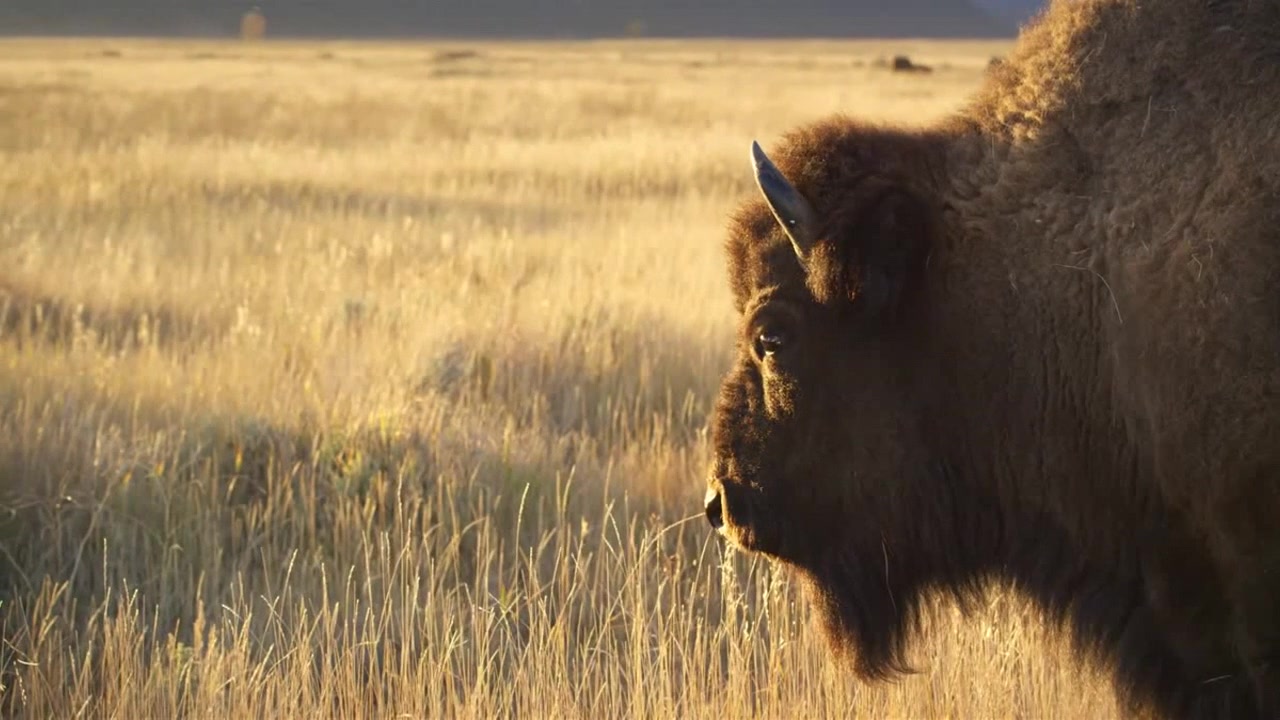 Animals / Животные + 🎶Ramin Arab - Sunrise🎼Original Mix🎵Trance Music ...