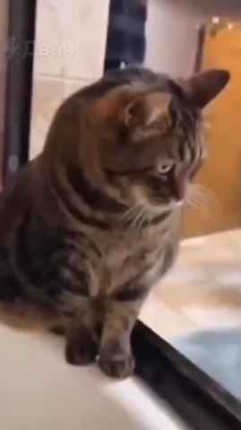 Vietnam flashback meme - Coub