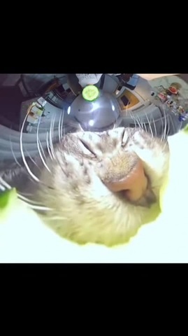 360 cat - Coub
