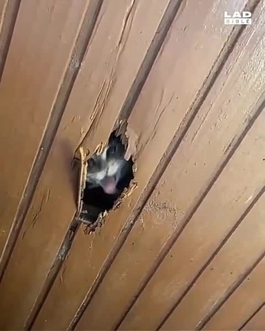 Here`s Barsik! - Coub