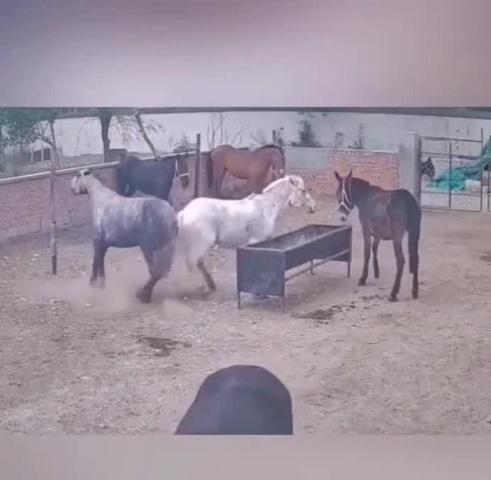 Atlantistia 635 - Coub