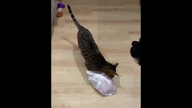 heavy load - Coub - The Biggest Video Meme Platform