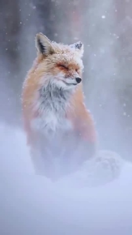 Fantastic Mr. Fox - Coub