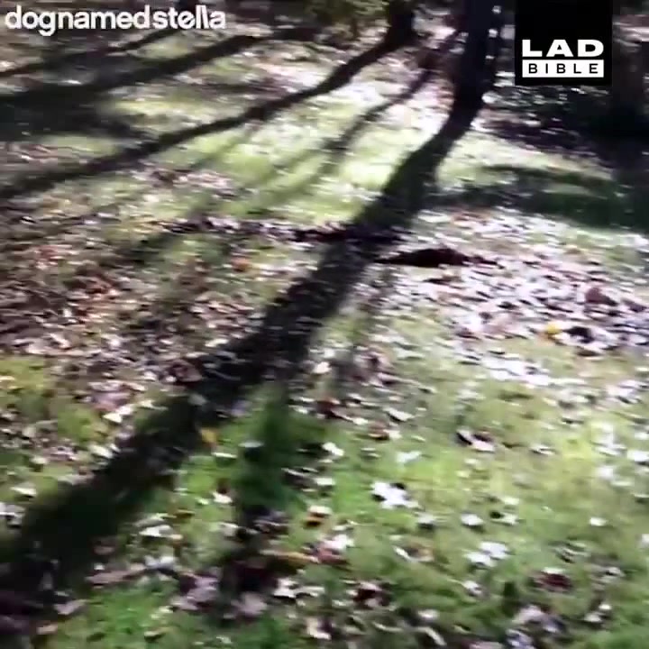 Dog Loves Jumping In Leaves - Coub - The Biggest Video Meme Platform