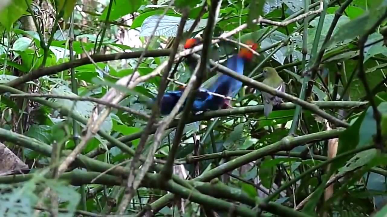 Dance of the Blue Manakin to impress female - Coub