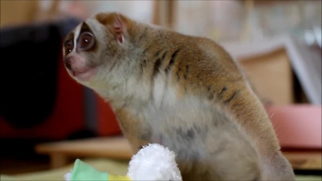 Slow Loris eating Banana - Coub