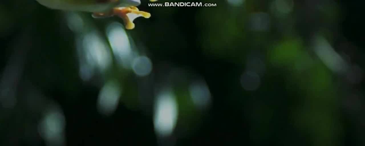 Frog - Coub - The Biggest Video Meme Platform