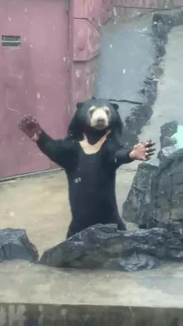 Bear superstar - Coub