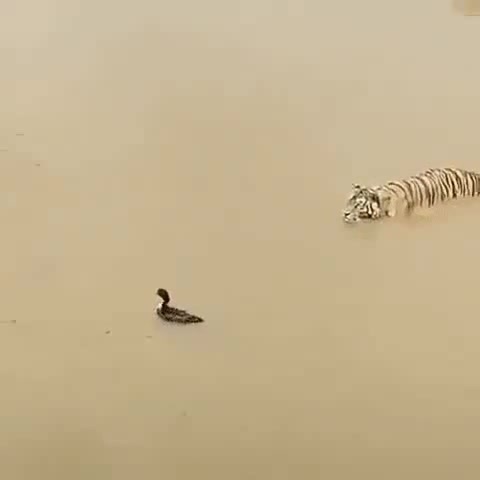 Duck vs tiger.. 😂 - Coub