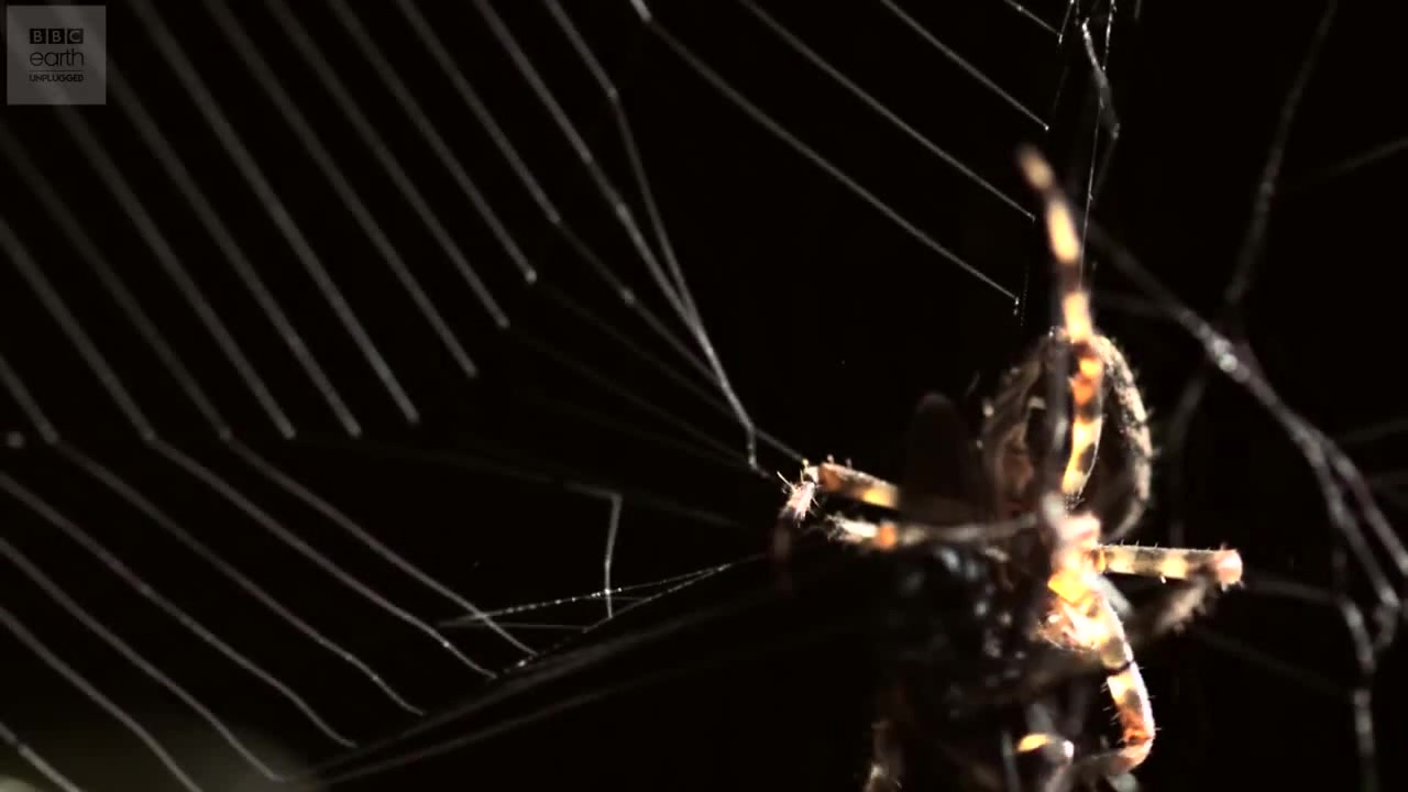 Spider Web Time-Lapse - Earth Unplugged - Coub