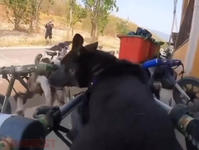 Happy dogs | Funk Tribu - Phonky Tribu - Coub - The Biggest Video Meme Platform